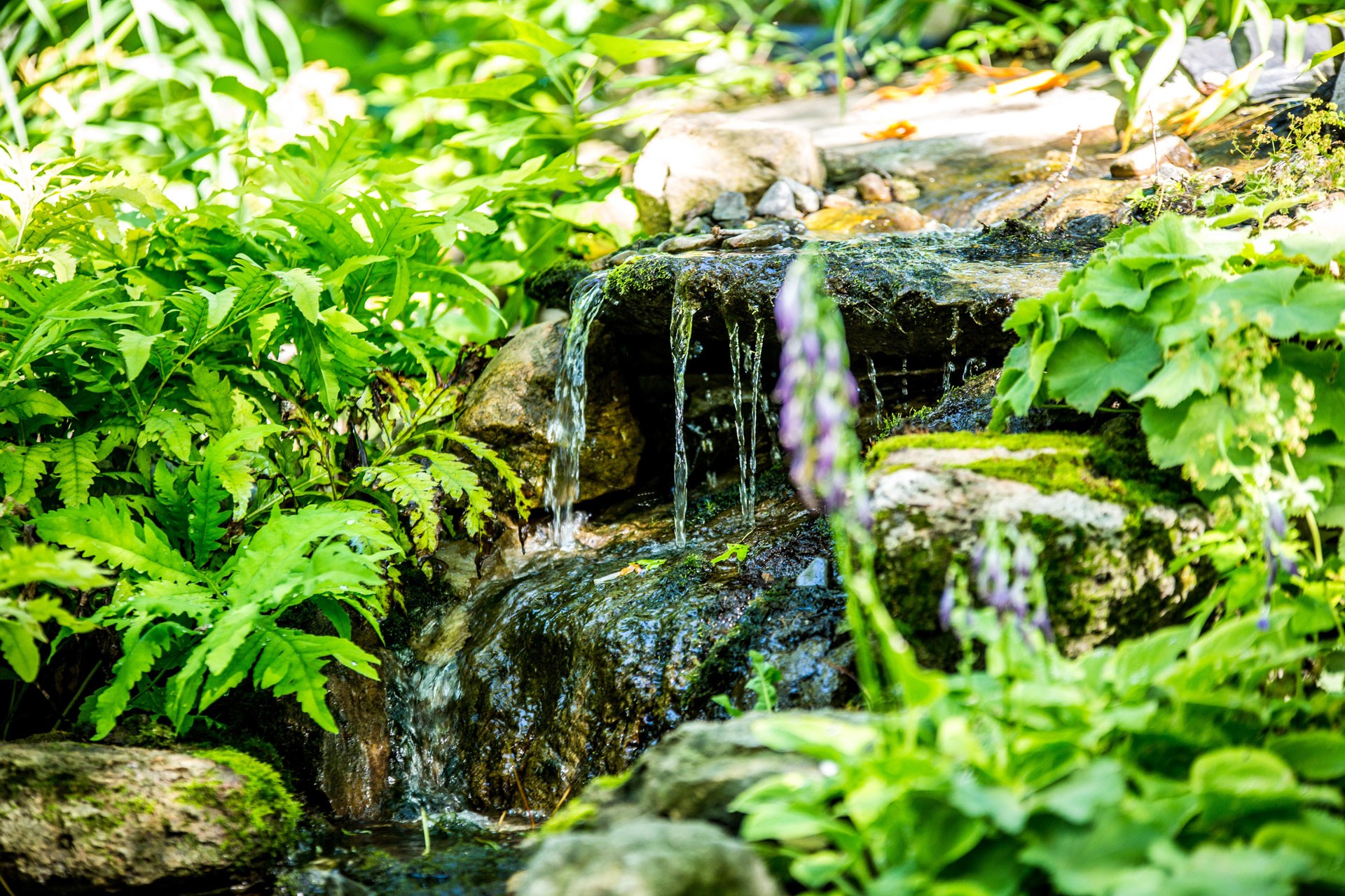 Biodiversity Finance and Nature-Based Solutions | John Molson Executive ...
