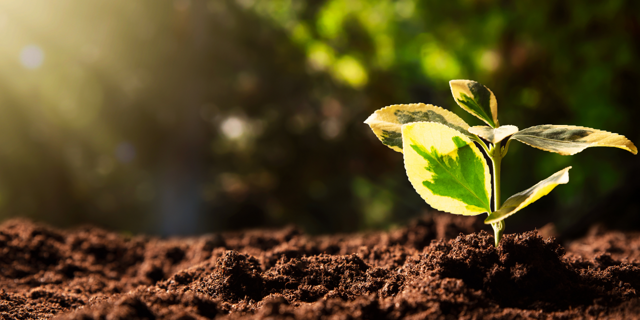 Seed projects | Volt-Age - Concordia University