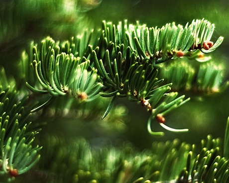 Predicting extinction — with the help of a Yule tree | News - Concordia ...