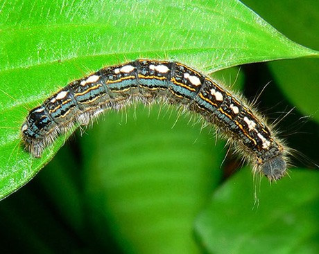 Lights, camera, caterpillars! Can Christopher Plenzich’s research video ...