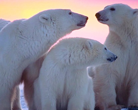 New biology research: how small populations fight back | News ...