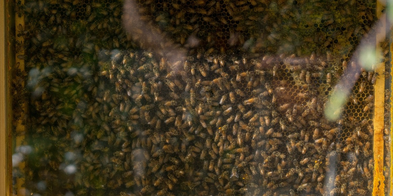 Abundance of urban honeybees adversely impacts wild bee populations ...