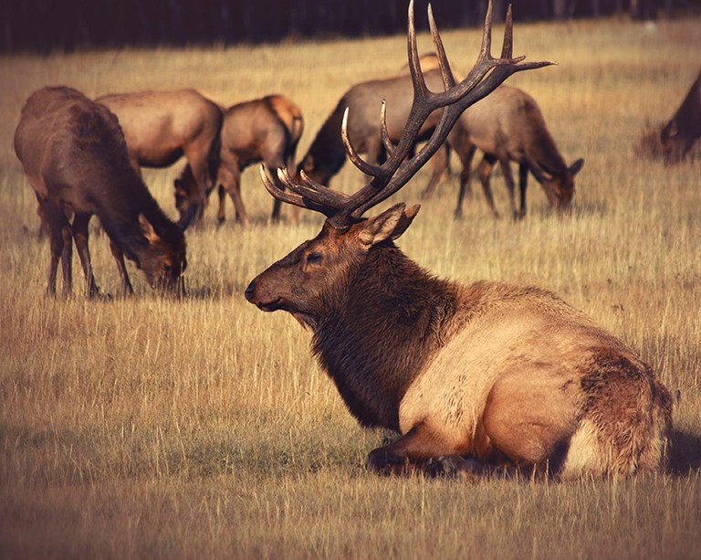 Understanding variations in animal and plant movement is key to ...