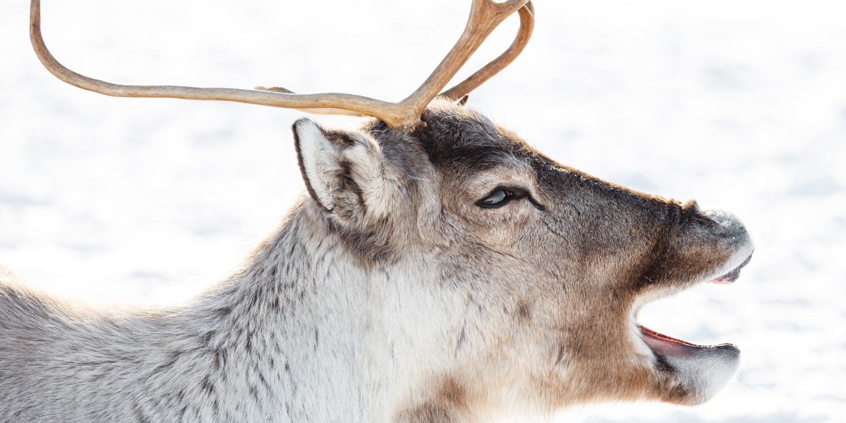 Reindeer vocalisation can offer cues to potential mates, Concordia ...
