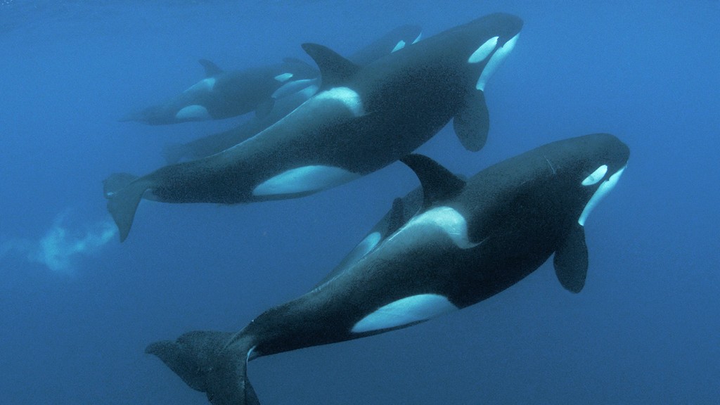 COEXTINCTION - Montreal premiere with Chief Ernest Alfred, Will George ...